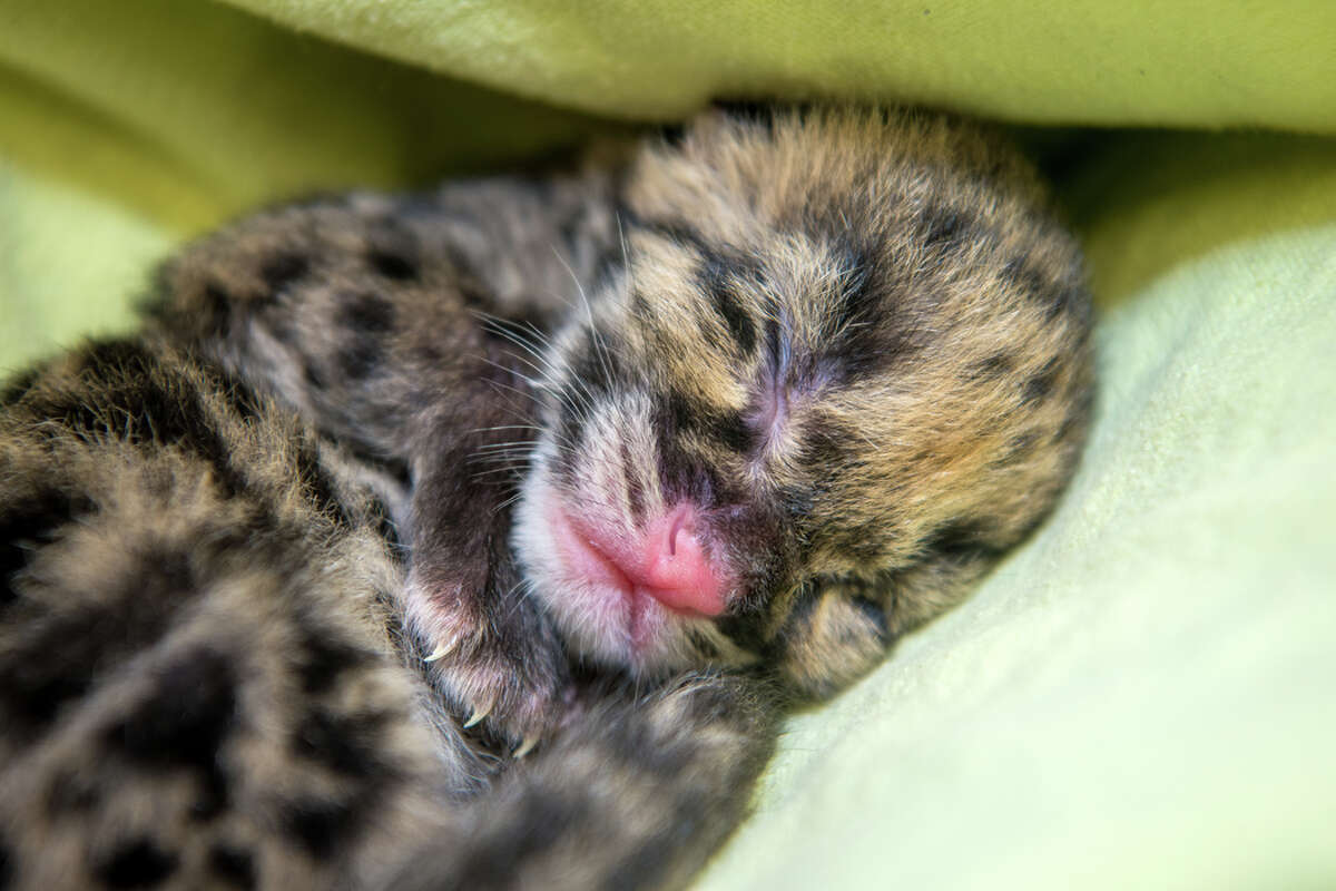 Houston Zoo welcomes pair of baby clouded leopards