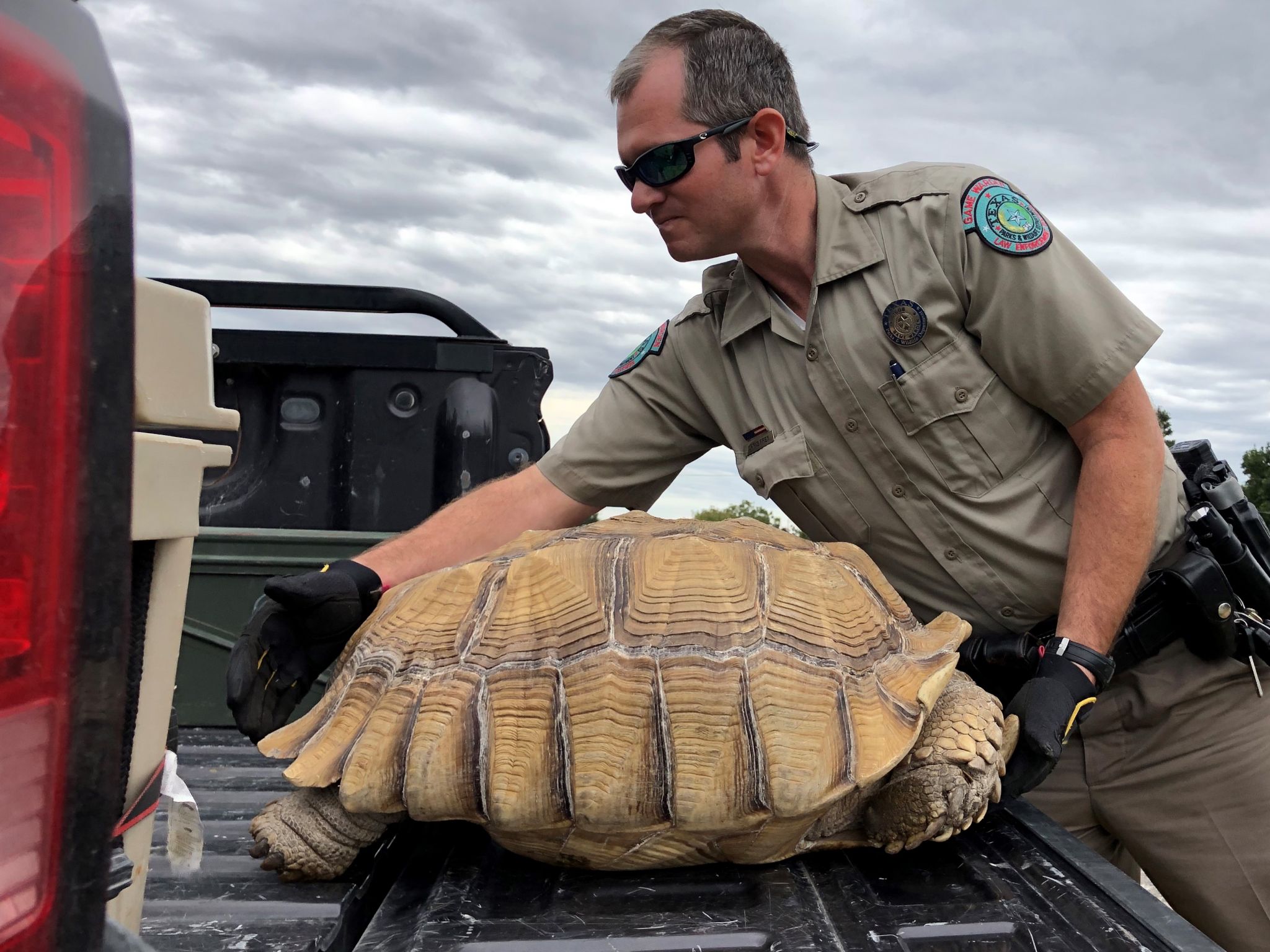 Escaped tortoise found 10 days later on West Texas road
