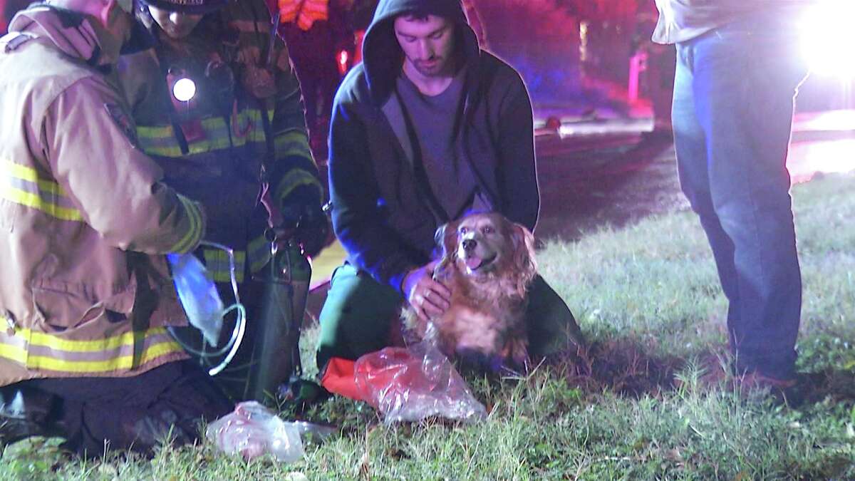 Dogs save family after fire breaks out in Northwest Side home