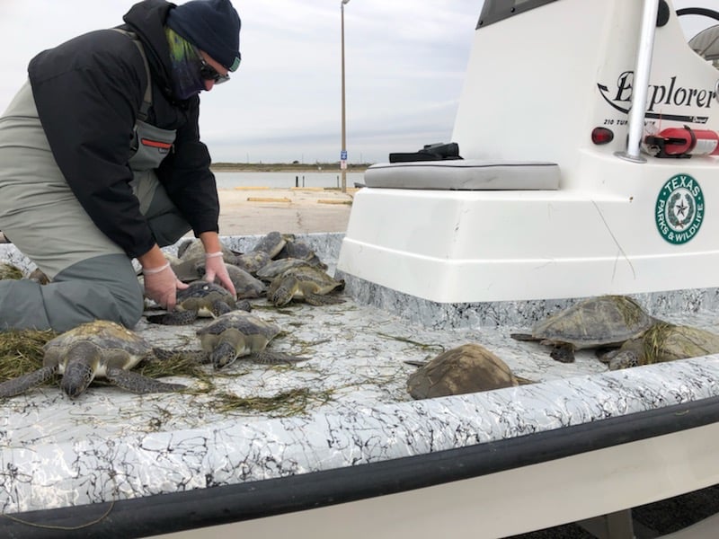 Hundreds of 'cold-stunned' sea turtles rescued off Texas coast after ...