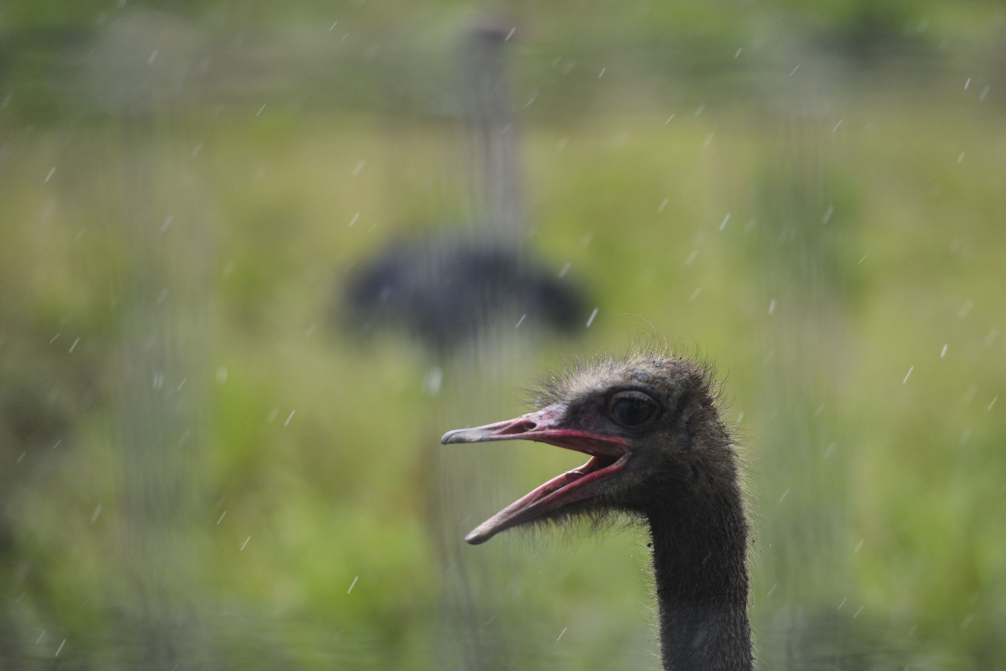 The weirdest animals Houston SPCA has encountered