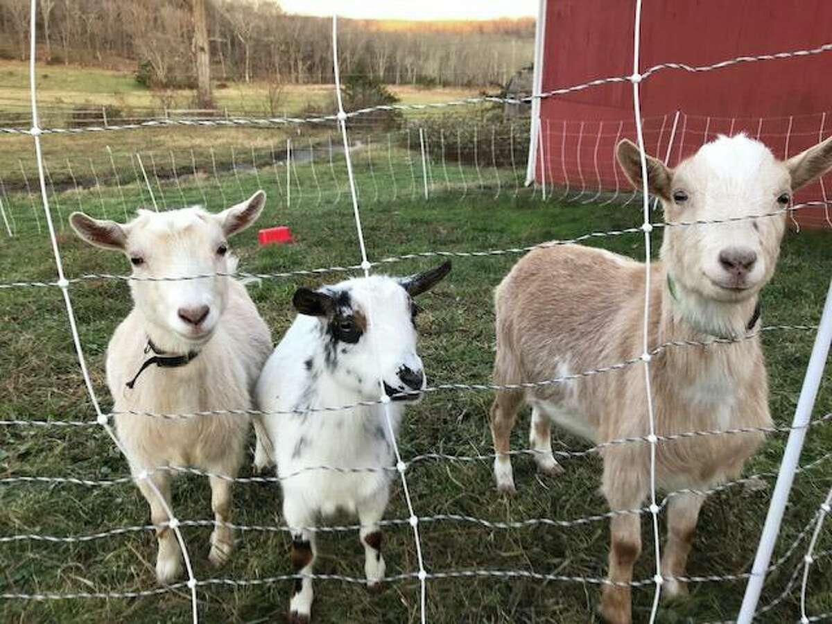 Goats from Happy Acres Farm in Sherman find new homes