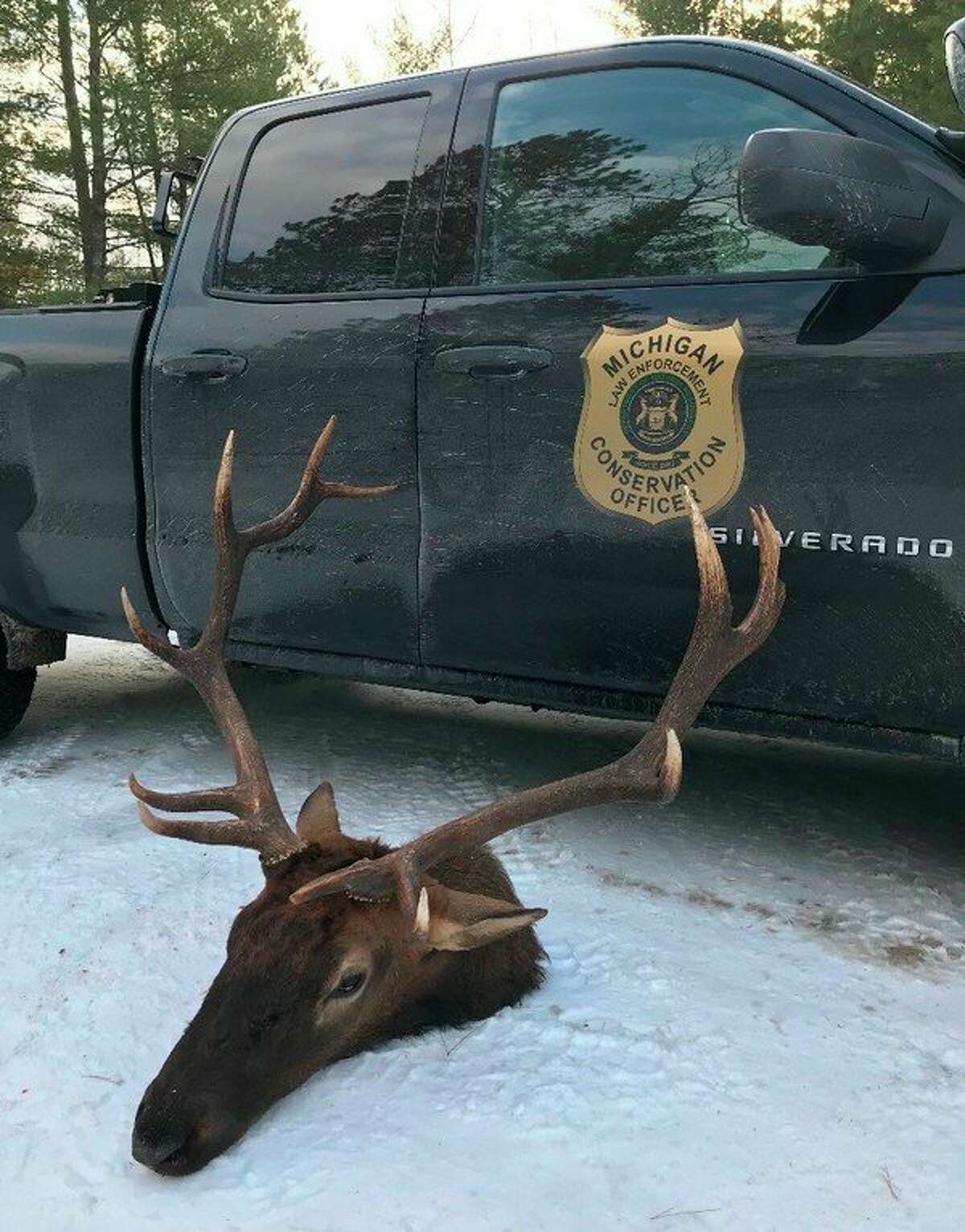 DNR seeks tips about bull elk poached in Pigeon River Country