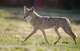 Adorable video shows coyote playing with its badger pal near Gilroy