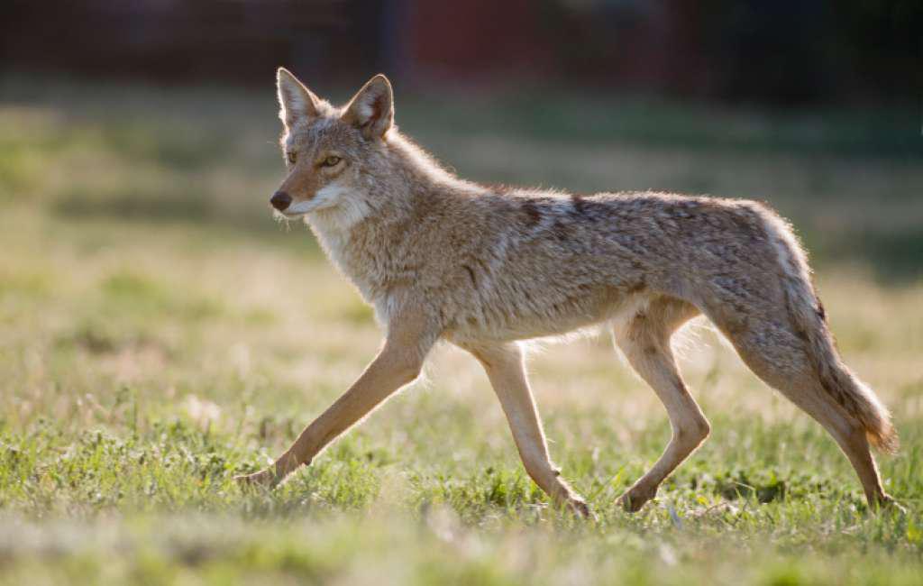 Adorable video shows coyote playing with its badger pal near Gilroy