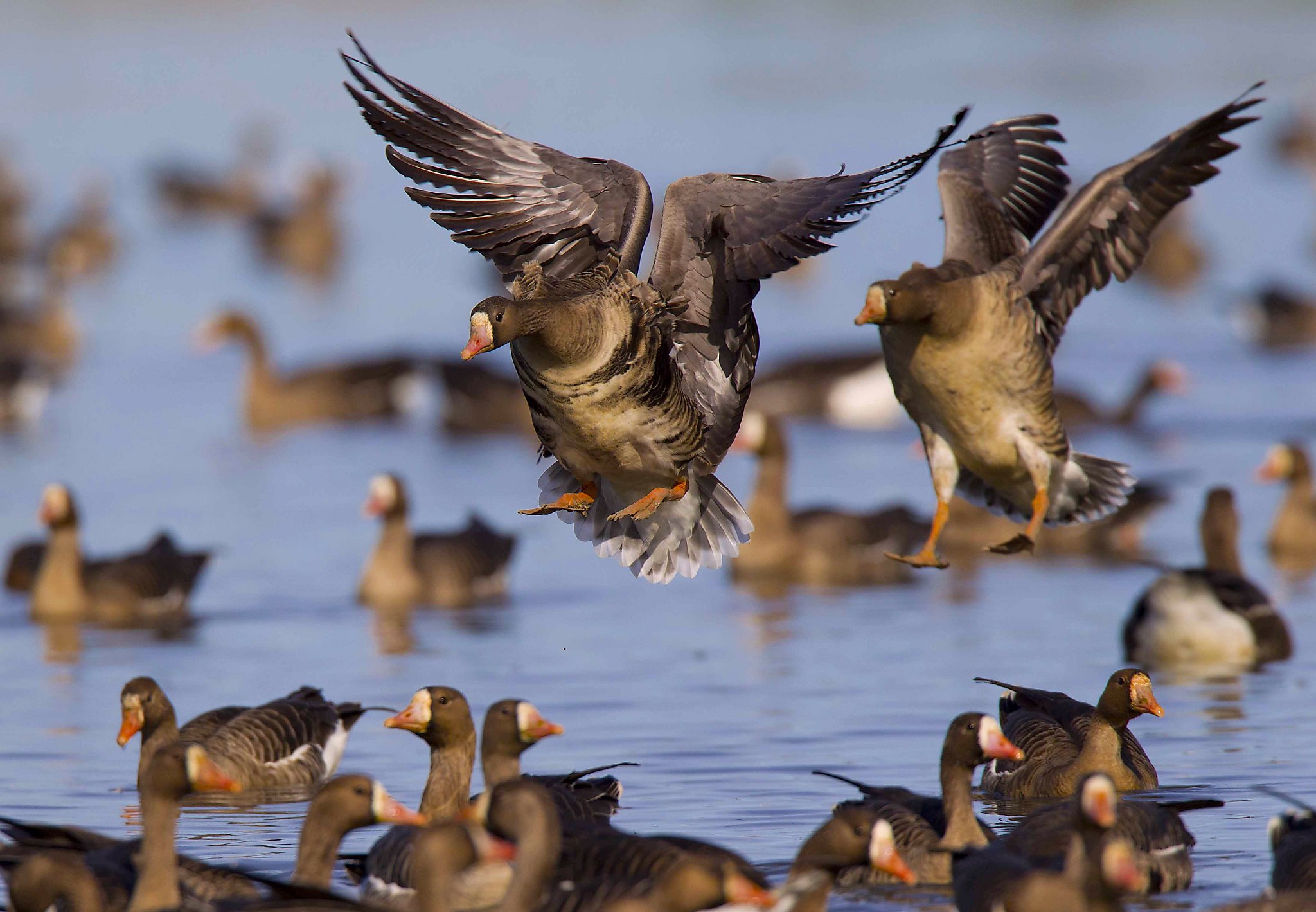 More than 1 million waterfowl star in driving tour of Sacramento ...