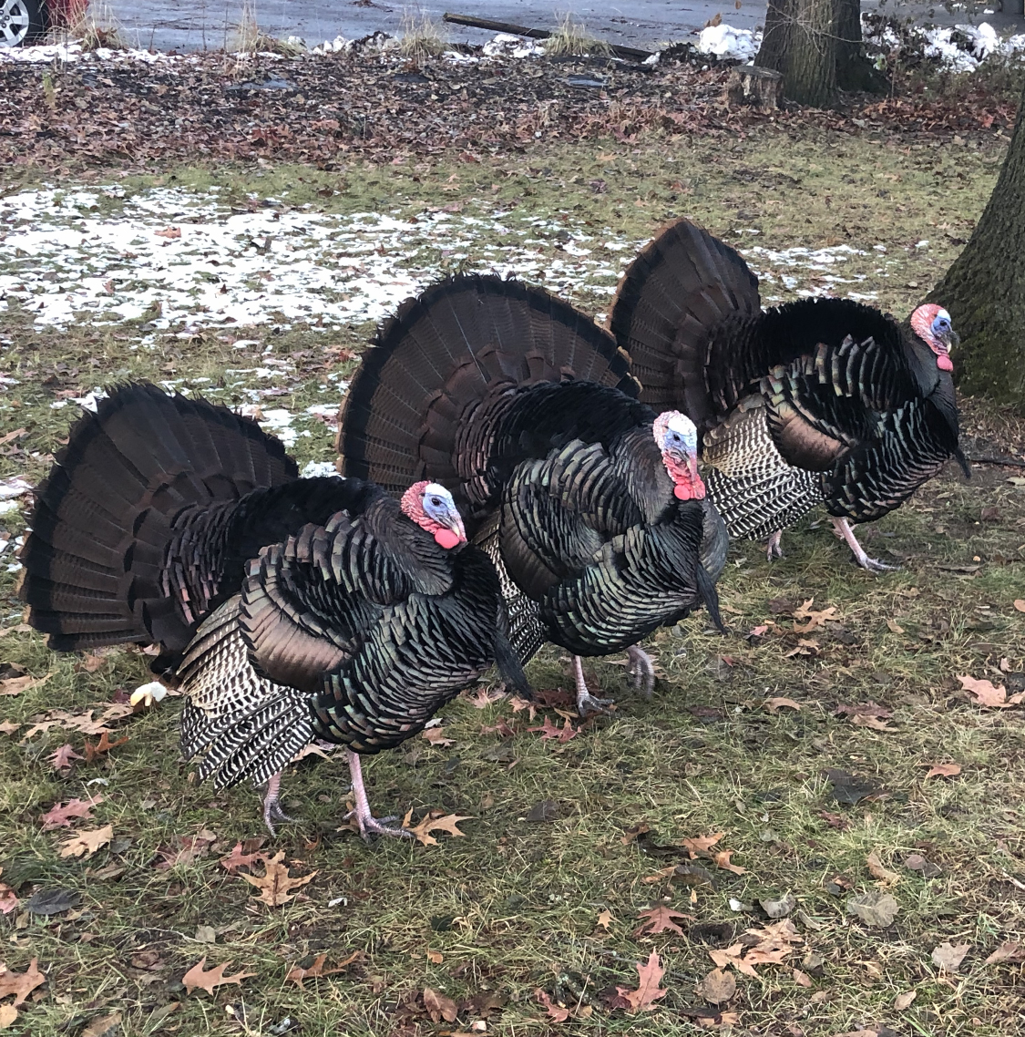 Photo: Trio of wild turkeys spotted in Rotterdam