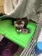 Seattle police place ferret, Lynnwood man in custody after suspected ...