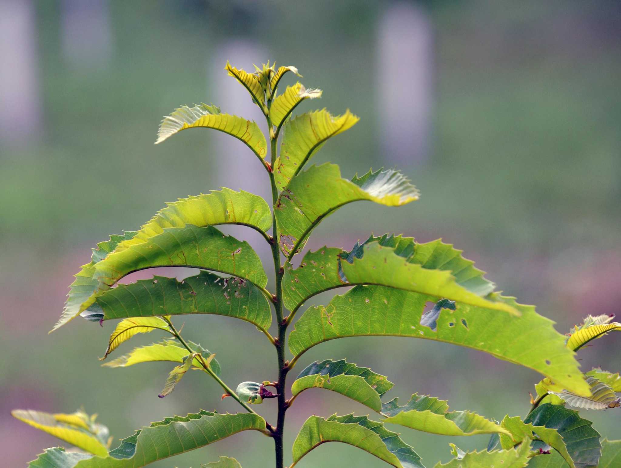 Robert Miller: The spreading chestnut tree could grow one again