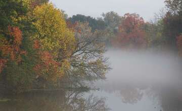 Houston is having a vibrant fall foliage moment. Here’s the science ...