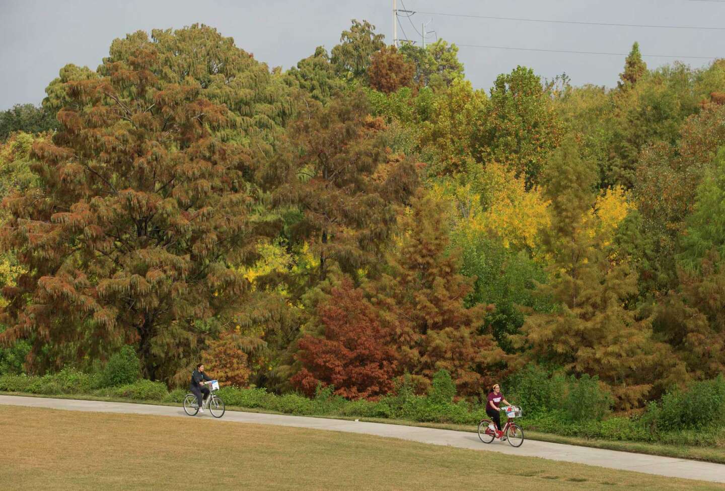 Houston is having a vibrant fall foliage moment. Here’s the science ...