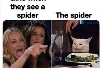 Fred's Fish Fry cat meme