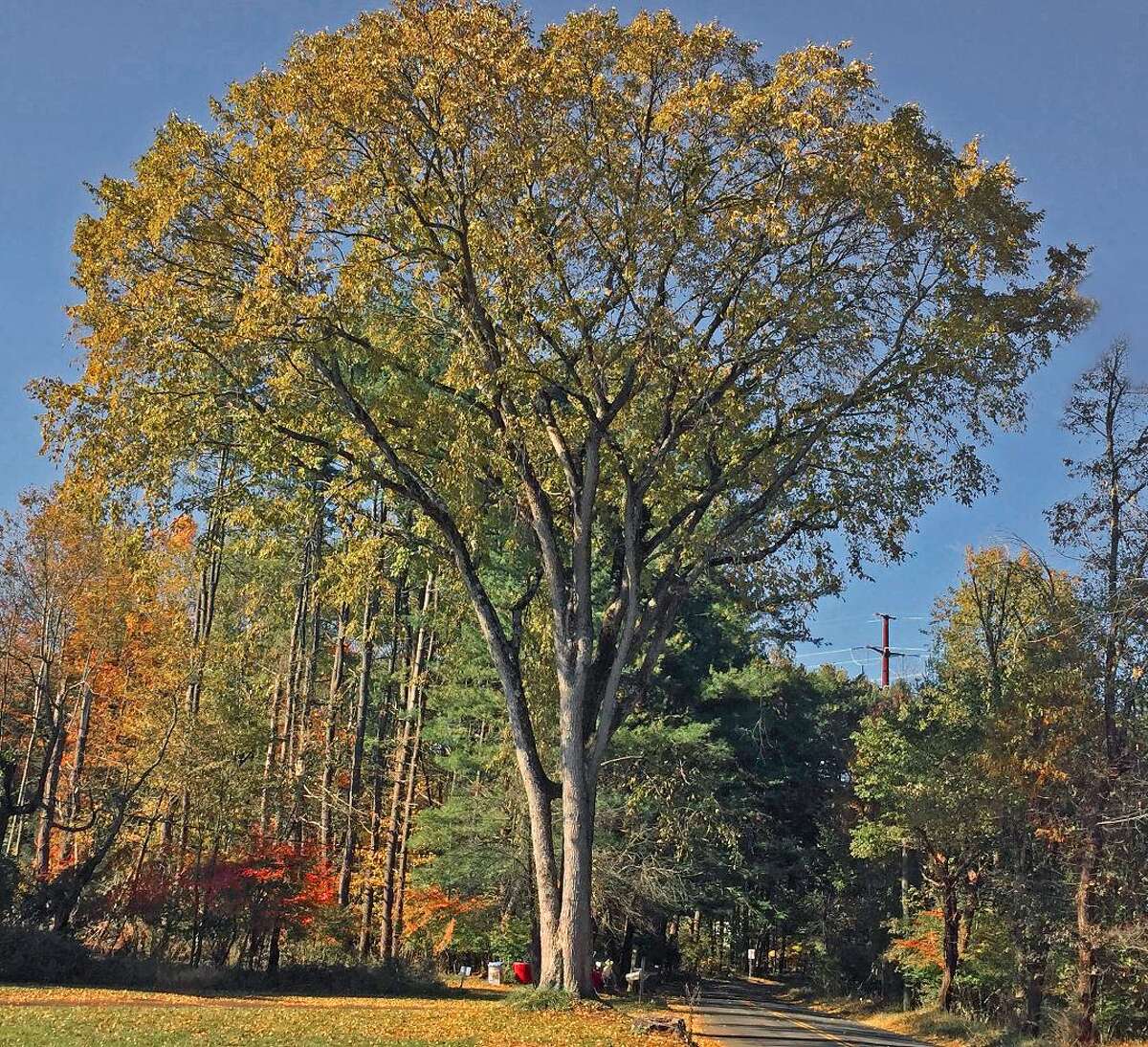 Hamden announces fall trees of the month
