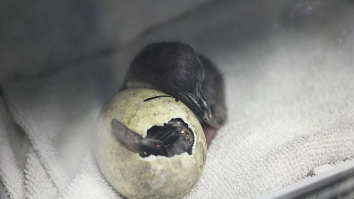 Several baby Macaroni penguins hatch at Moody Gardens just in time for ...