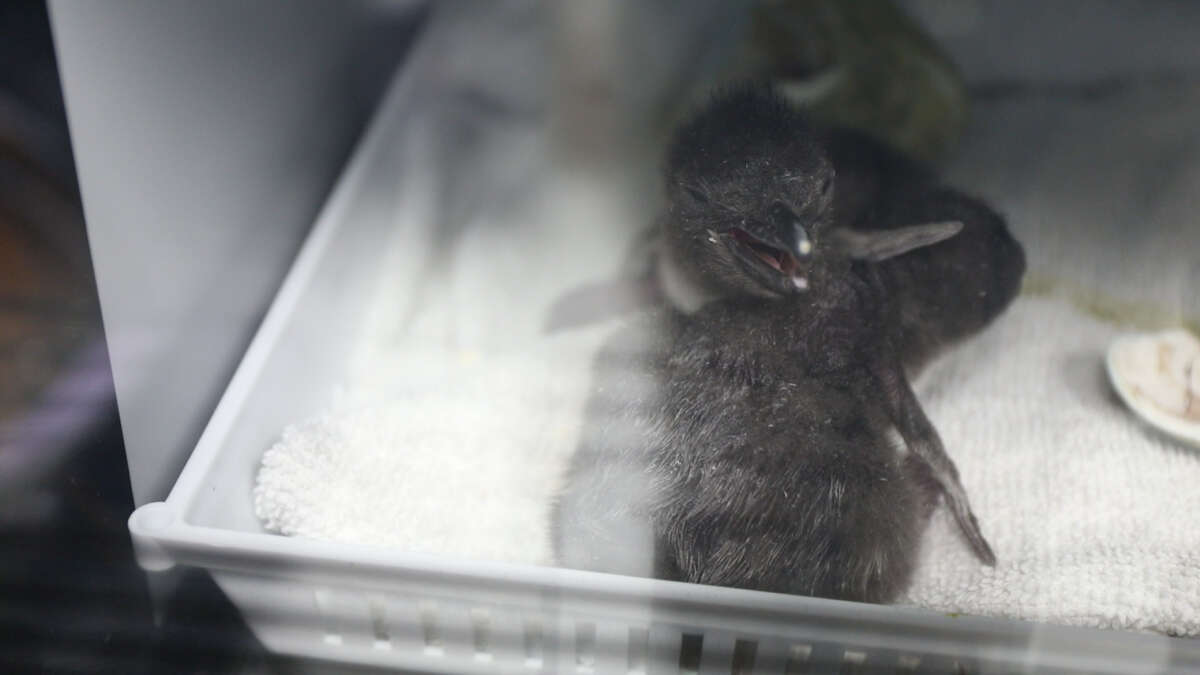 Several baby Macaroni penguins hatch at Moody Gardens just in time for ...