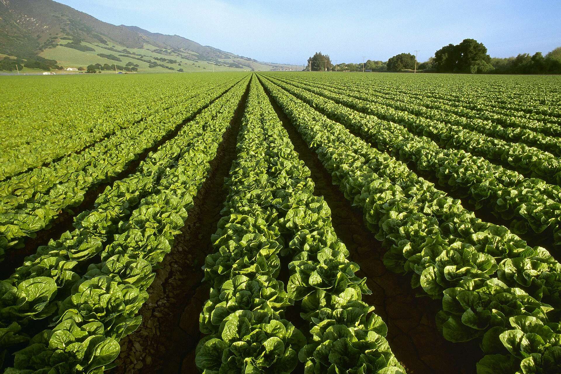 Crop disease in Salinas Valley causing lettuce shortage