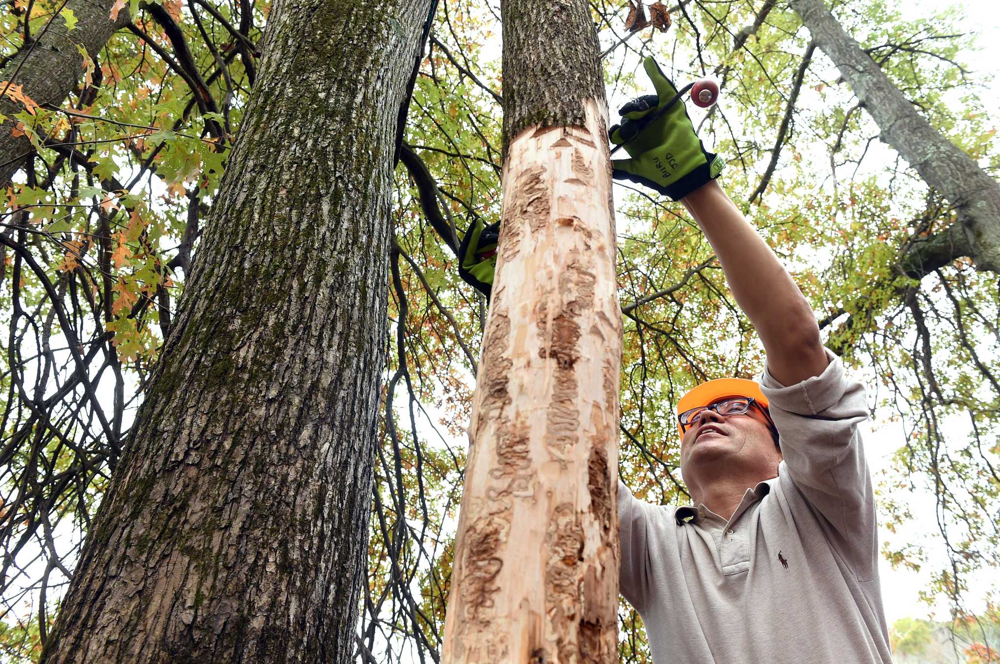 $140,000 and counting: Ash tree infestation costs Ridgefield