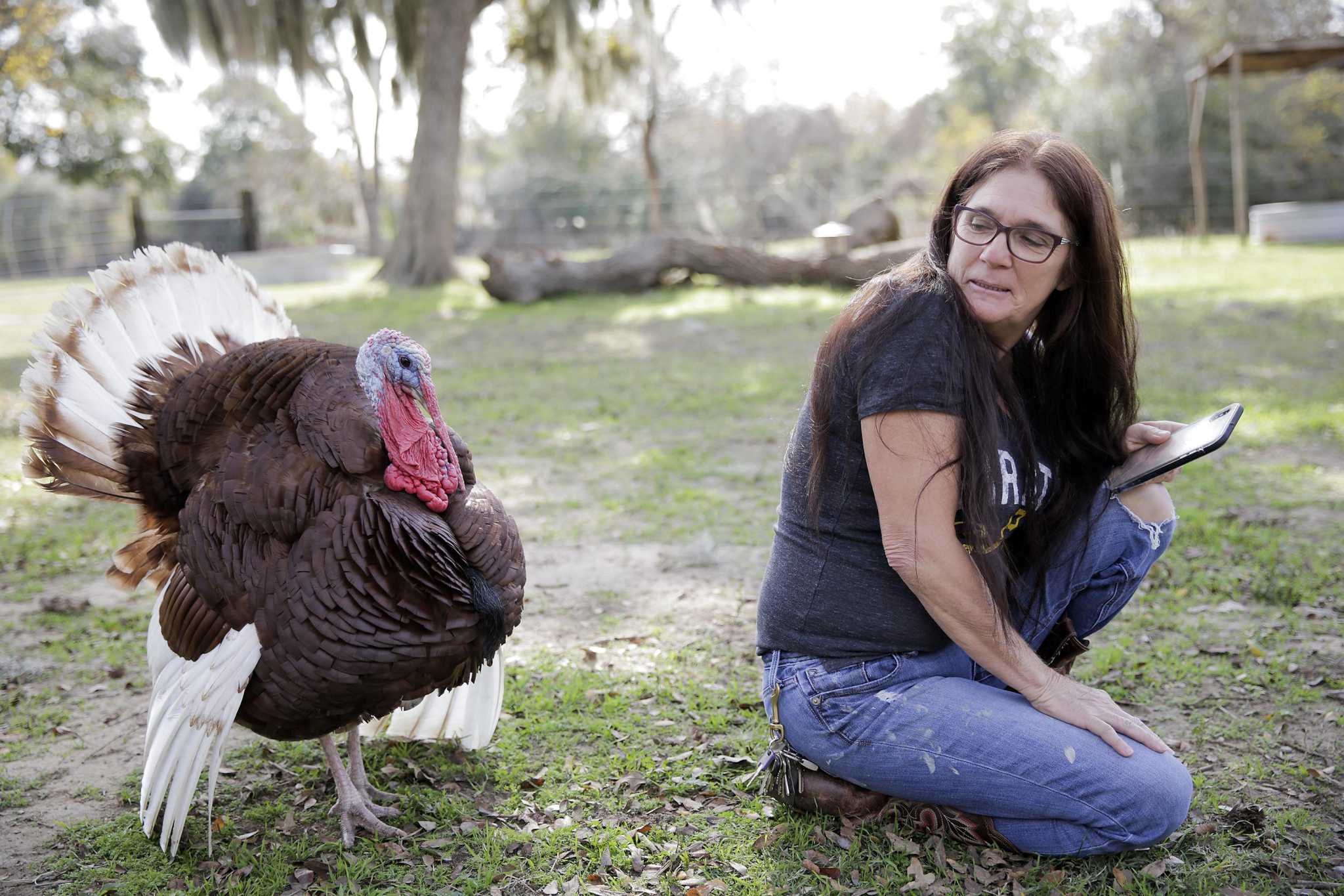 A fowl choice for Mrs. Hooper: Which turkey to kill for Thanksgiving?