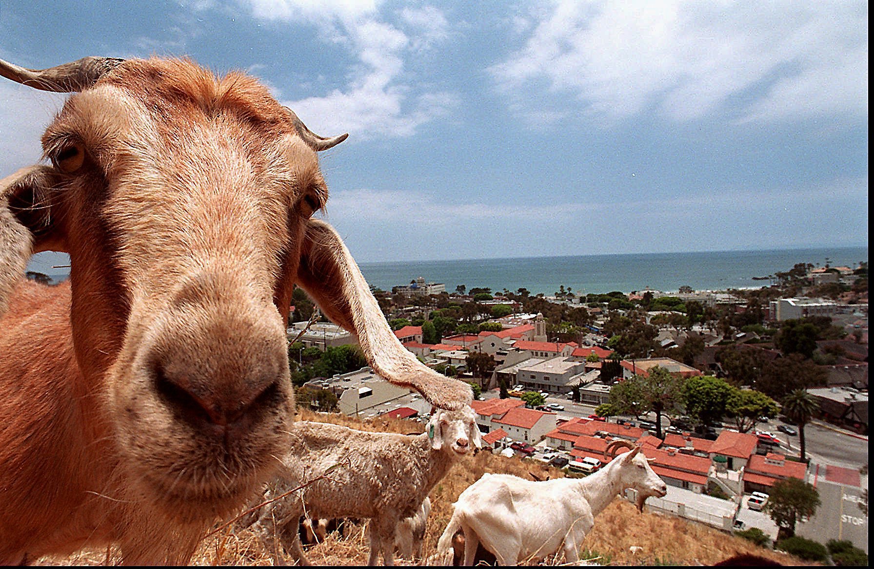 200 escape goats run amok in San Jose neighborhood