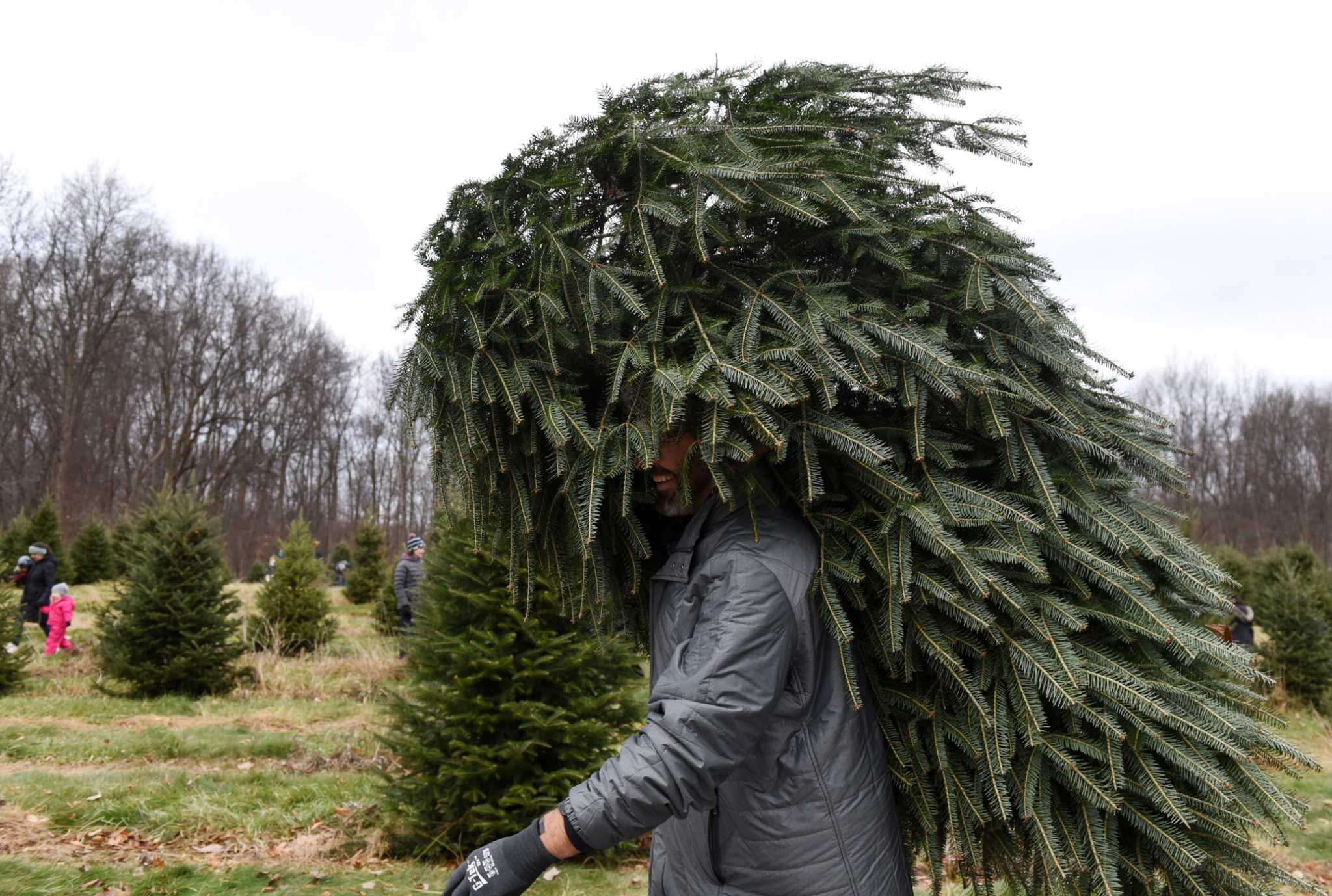 Christmas tree farms open earlier, but with fewer bells and whistles