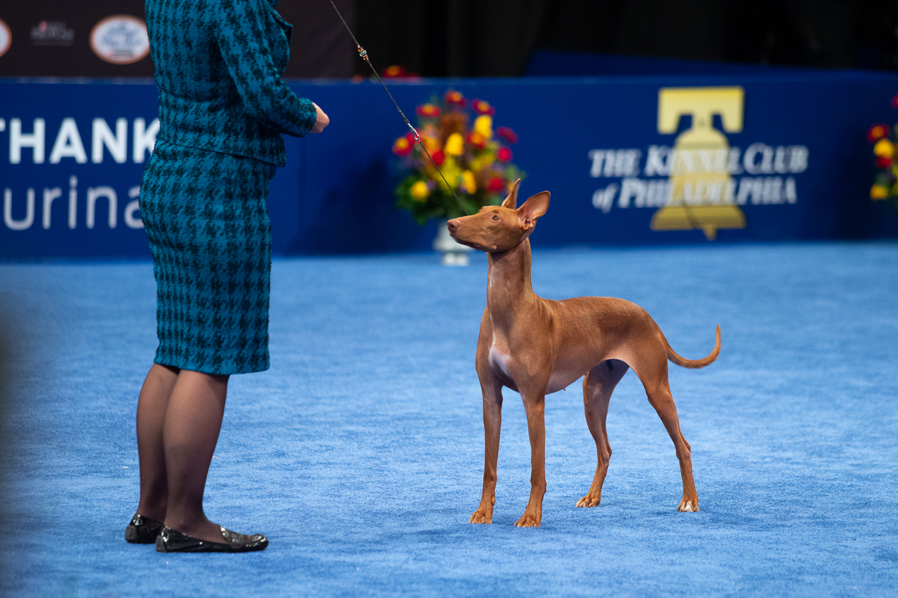 Bethlehem dog gets national TV spotlight