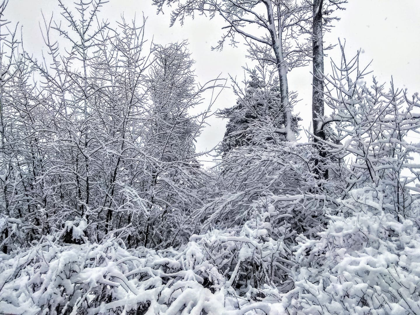 Snowfall covers Big Rapids