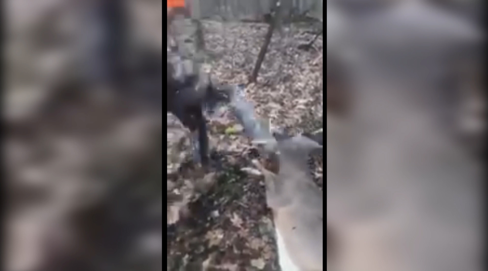 Authorities investigating social media video of injured deer being ...