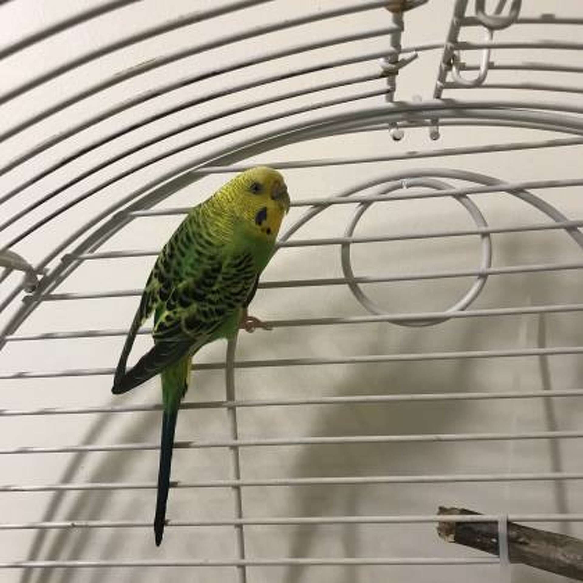 Photos: Adoptable pets at the Mohawk Hudson Humane Society