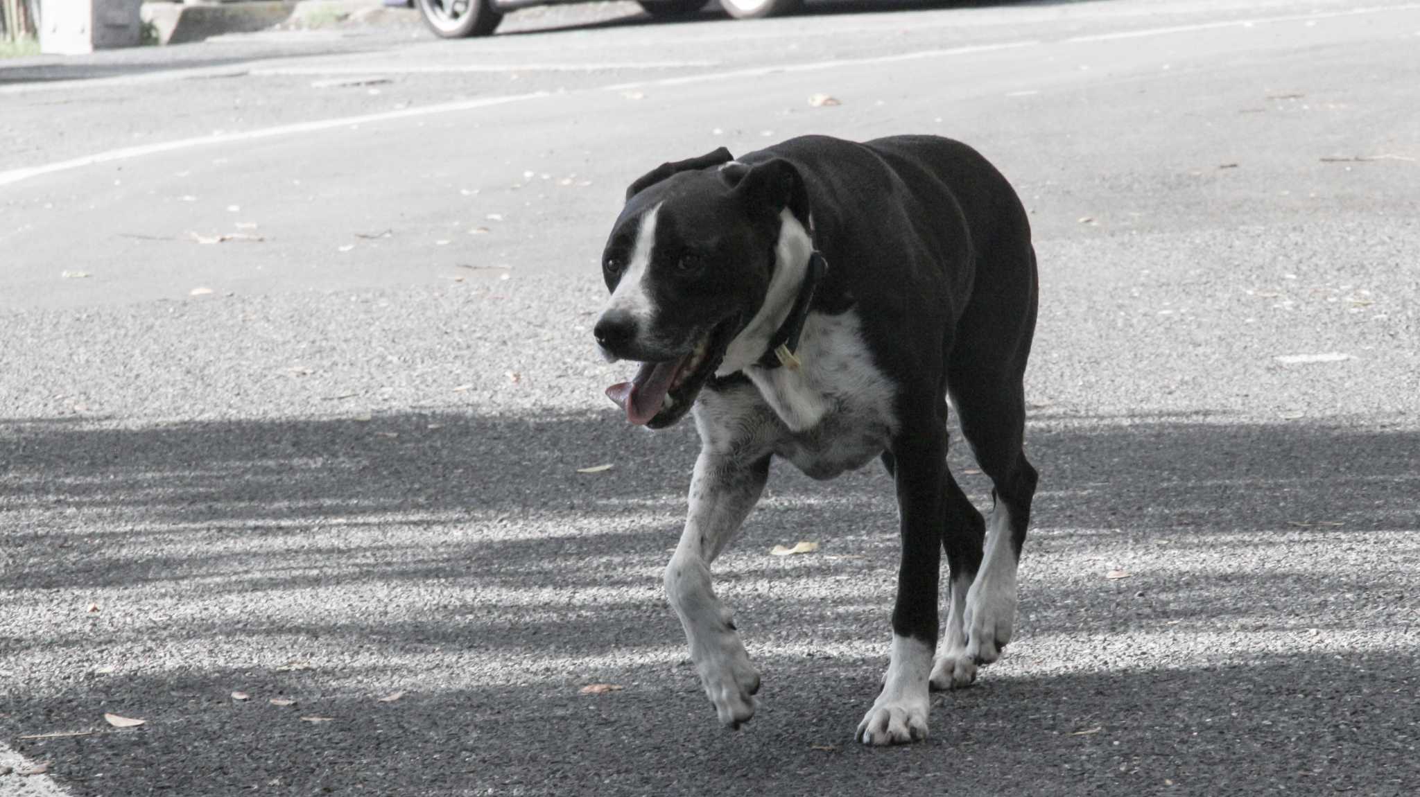 Lost, stray and unleashed dogs on the street can cause car accidents