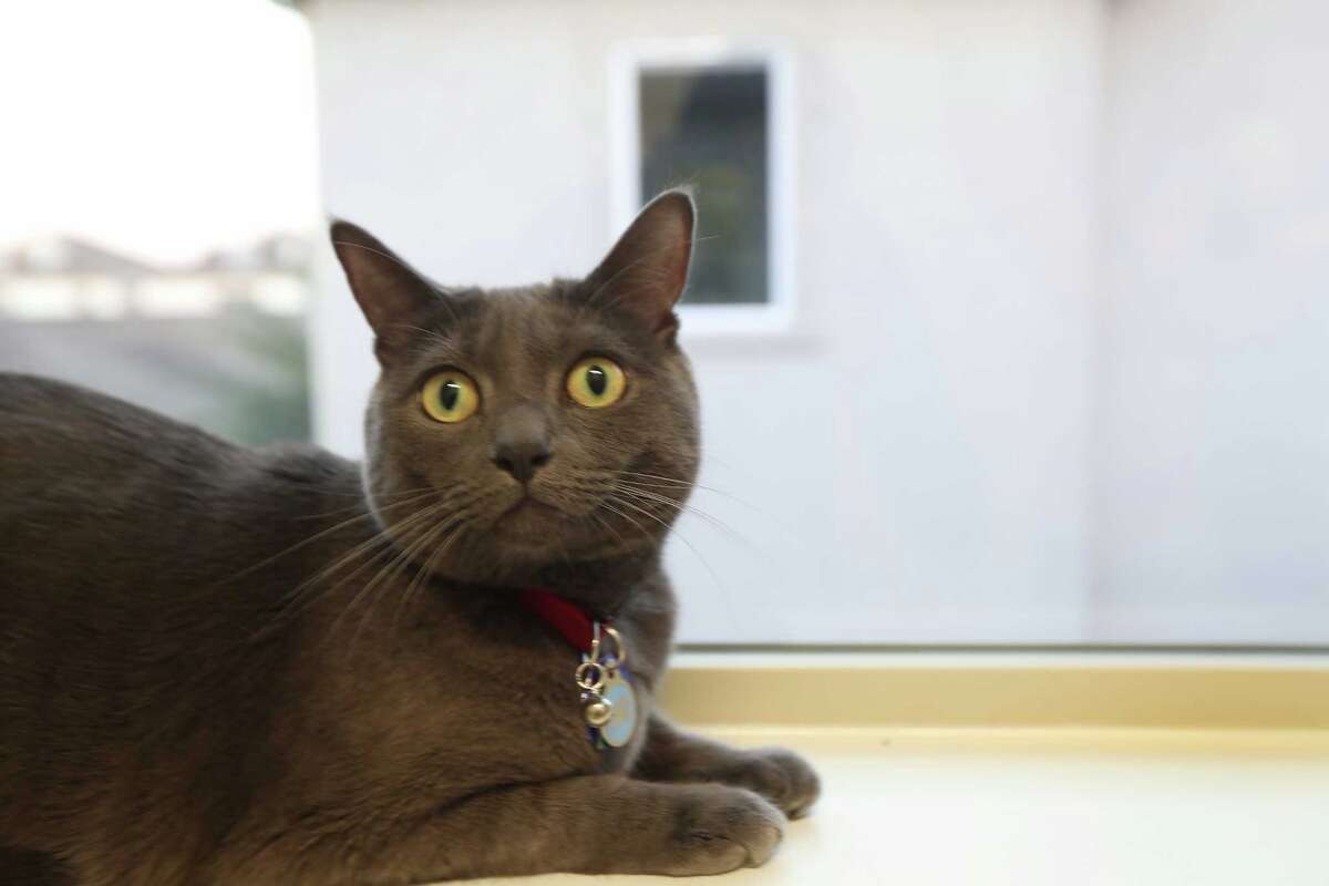 Houston couple let their cat pick their new home. Here's how that went.