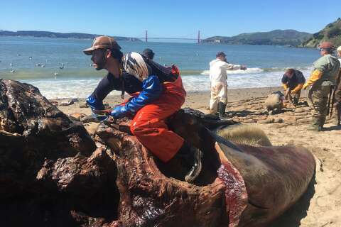 Meet the San Francisco artist with a grisly side gig: Performing whale ...