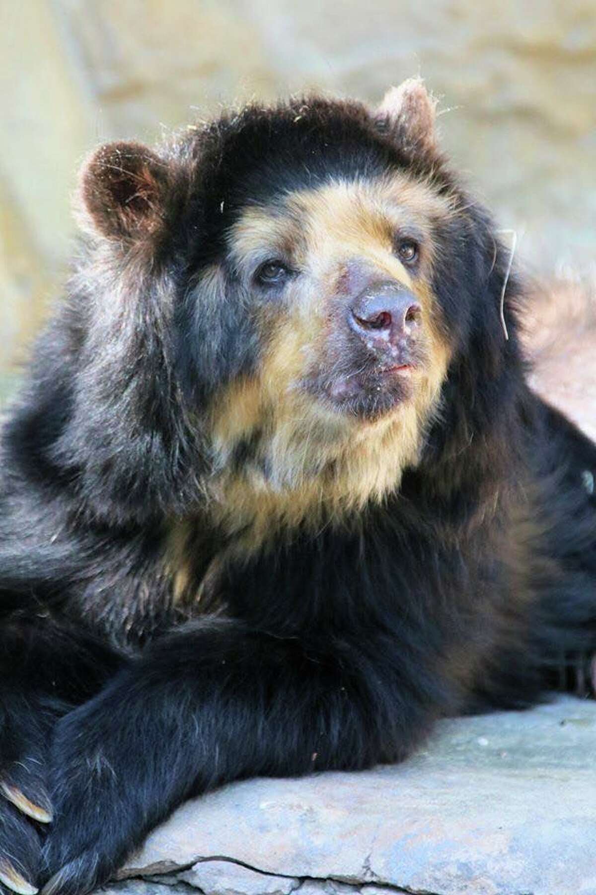 San Antonio Zoo announces death of its 28-year-old spectacled bear