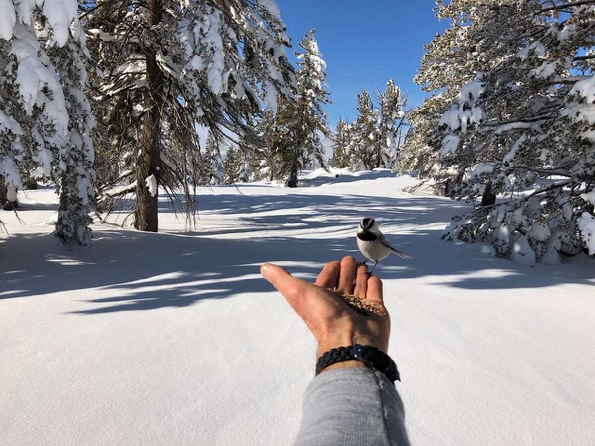 7 feet in 7 days: See the snow piled up in Tahoe