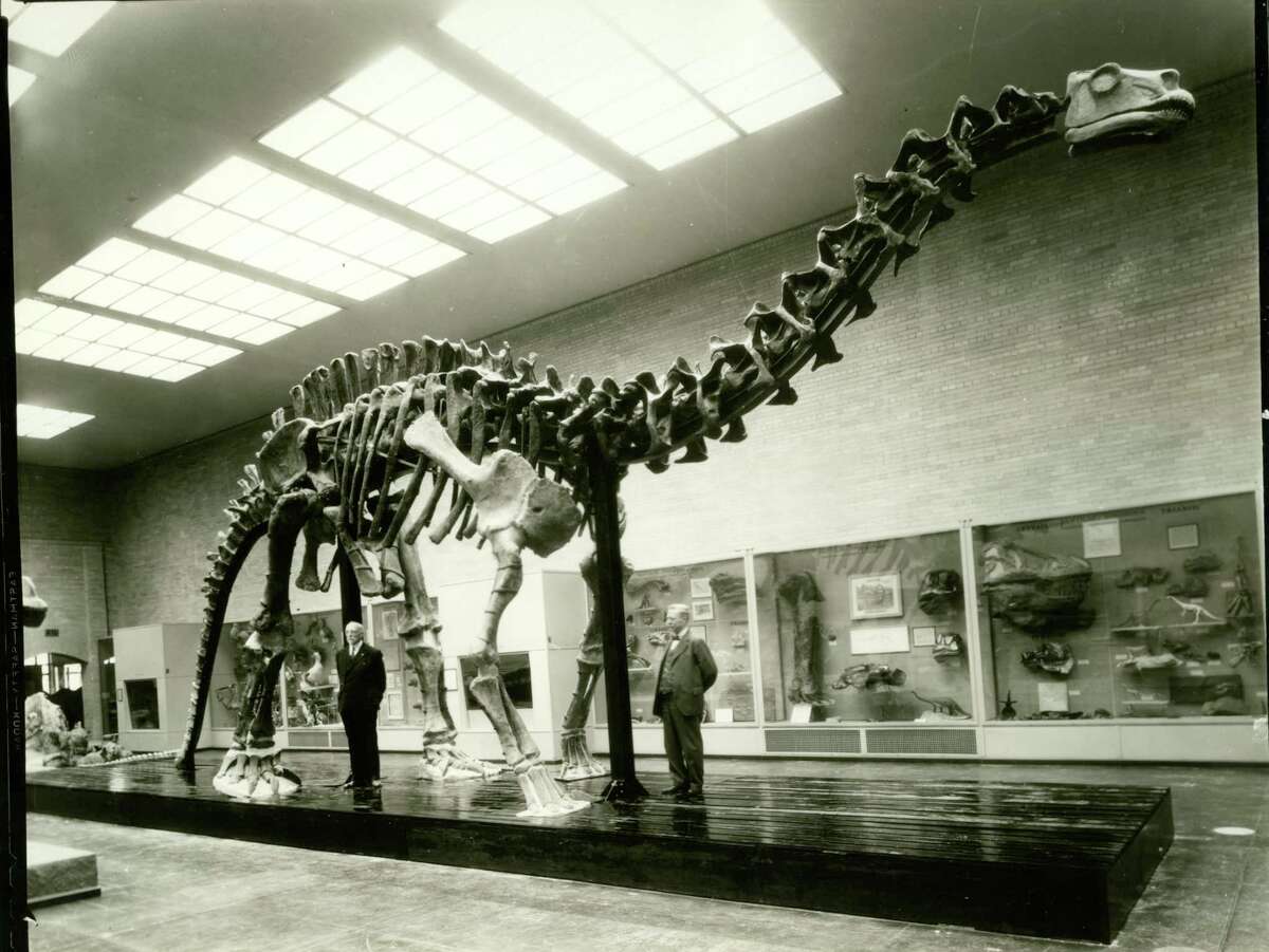 See Peabody dinosaurs before year-end; museum closing for 3 years in June