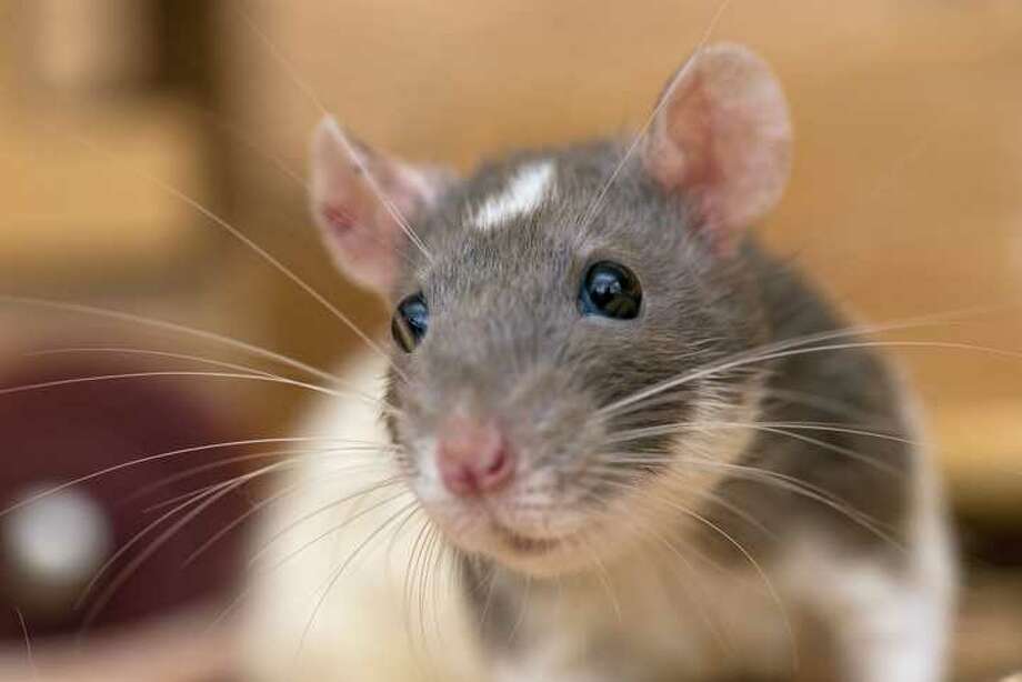 Police Woman 19 Buys Pet Rat Defying Her Parents Tries To Get Dad Police Woman 19 Buys Pet Rat Defying Her Parents Tries To Get Dad