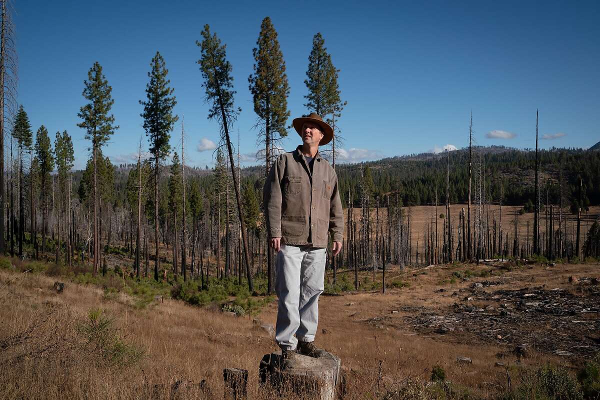 Rebuilding forests after massive fires: Debate over best methods moves ...