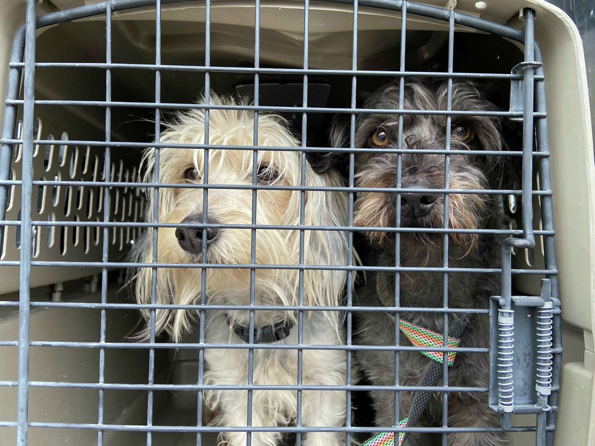Stolen van discovered in Oakland with 24 dogs inside