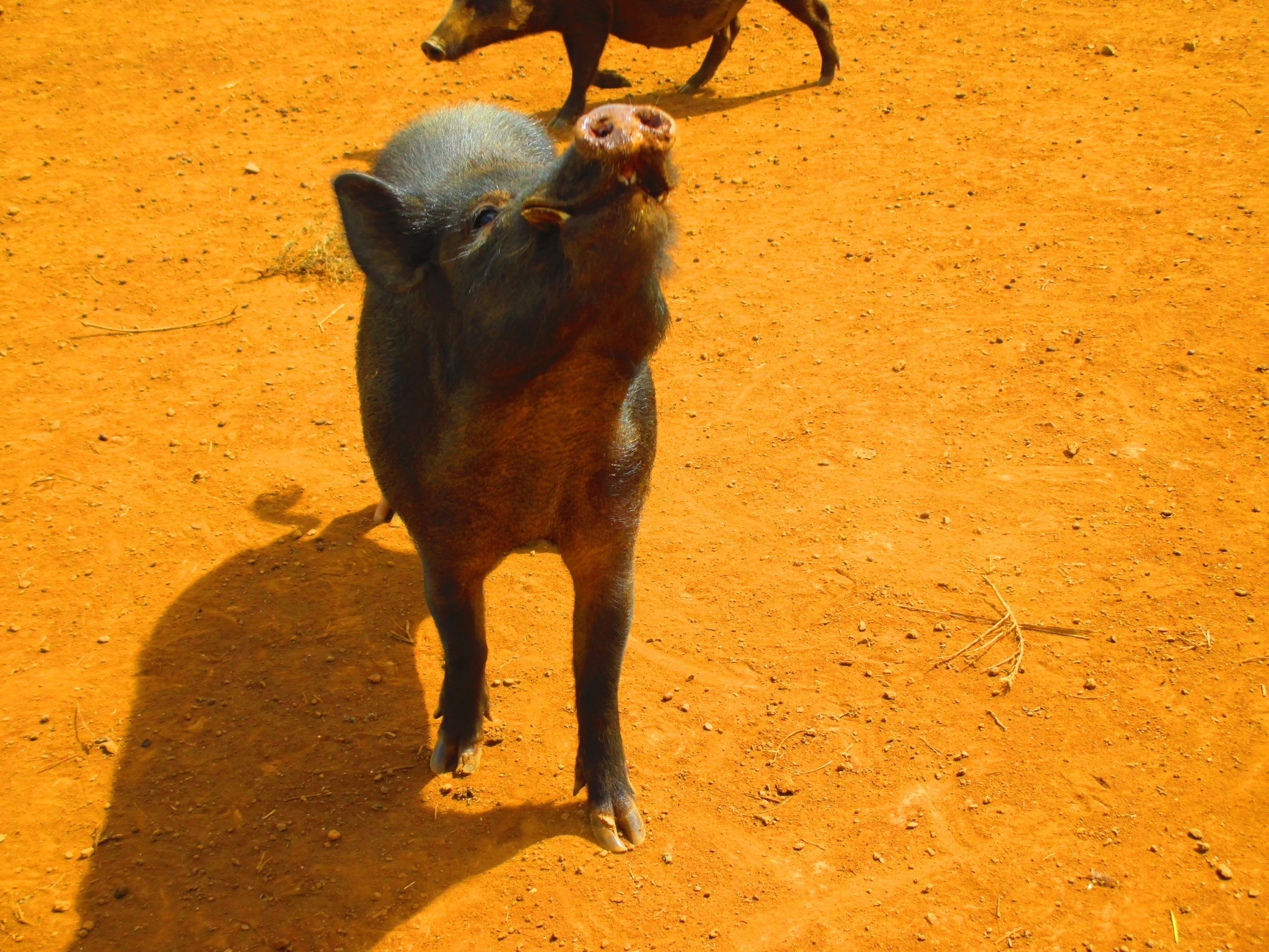 Lafayette hires trapper to battle rampaging feral pigs