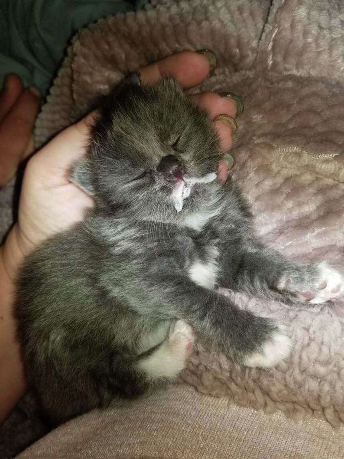 CT Community Rallies To Save Kitten Aptly Named Tiny CT Community Rallies To Save Kitten Aptly Named Tiny