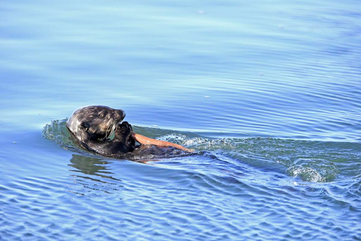 Thousands of 'penis fish' washed up on a Point Reyes beach. Yes, really.