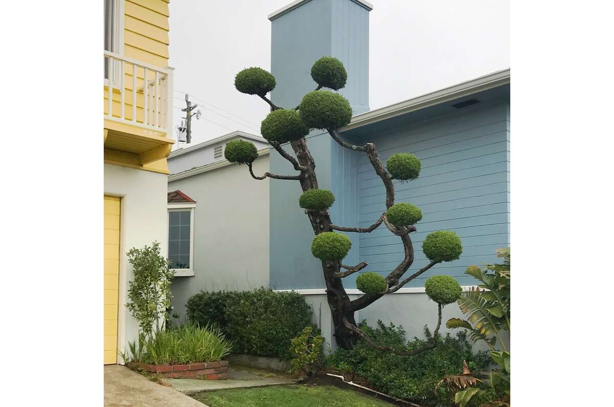 A glimpse of Seussville in the topiary of San Francisco