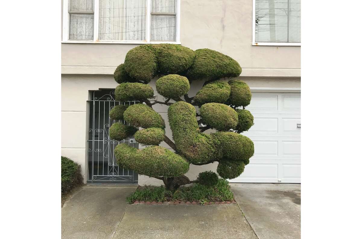 A glimpse of Seussville in the topiary of San Francisco