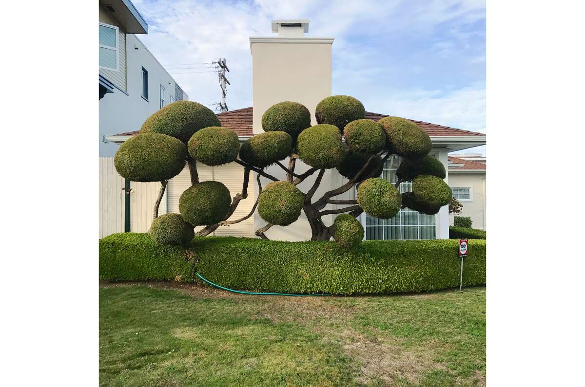 A glimpse of Seussville in the topiary of San Francisco