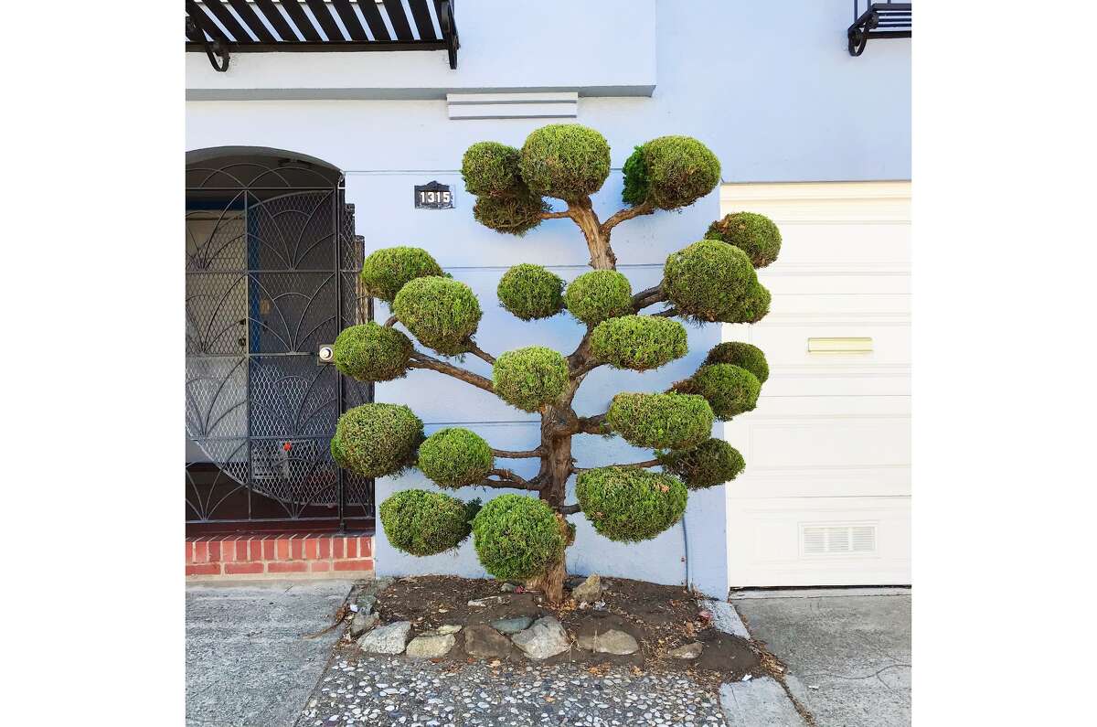 A glimpse of Seussville in the topiary of San Francisco