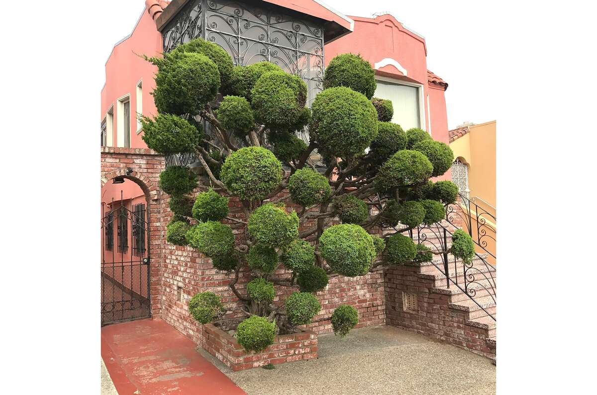 A glimpse of Seussville in the topiary of San Francisco
