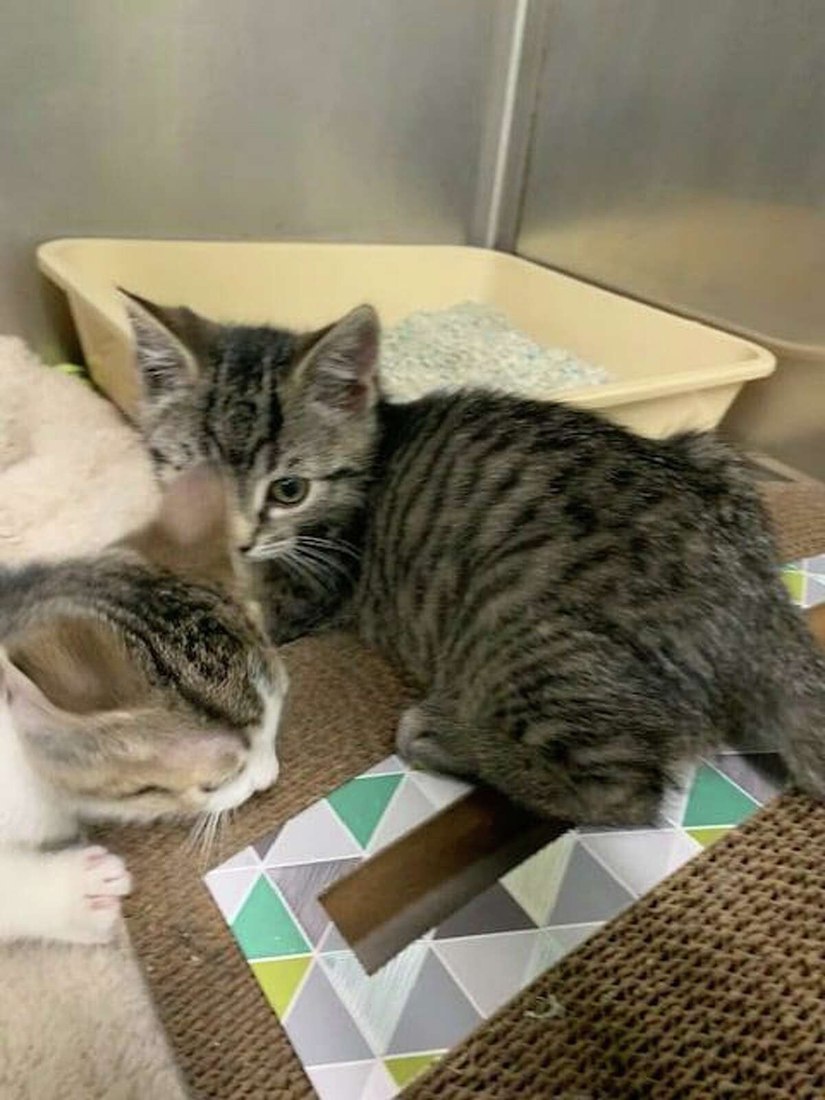 Fairfield seeking home for kittens