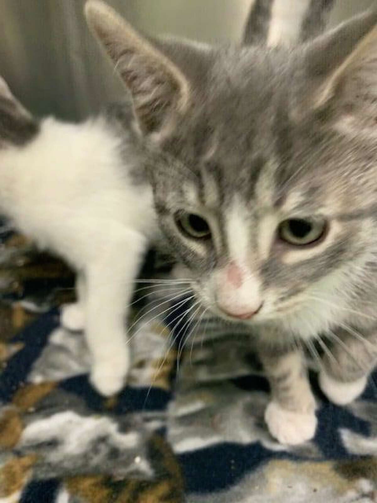 Fairfield seeking home for kittens