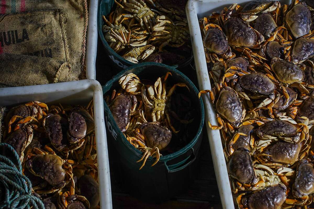 Commercial Dungeness crab season gets cracking after delay