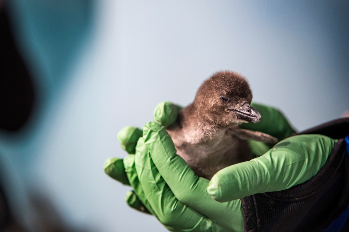 Adorable baby penguins hatch at Monterey Bay Aquarium – and you might ...