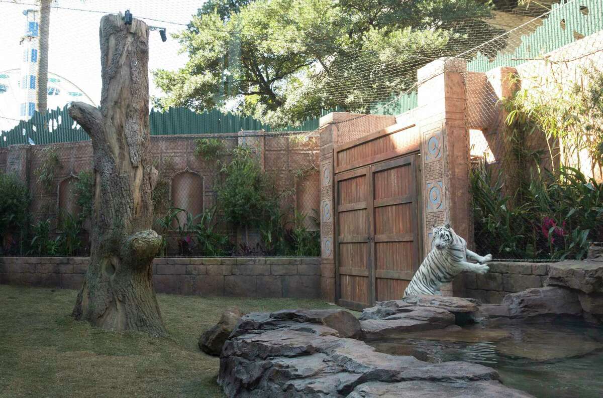 Controversial white tigers at the Downtown Aquarium get a new $4M back yard